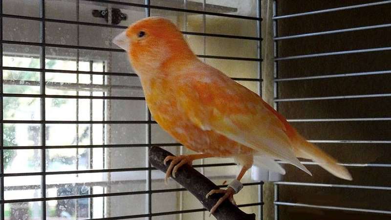 Birds for Sale in Colorado