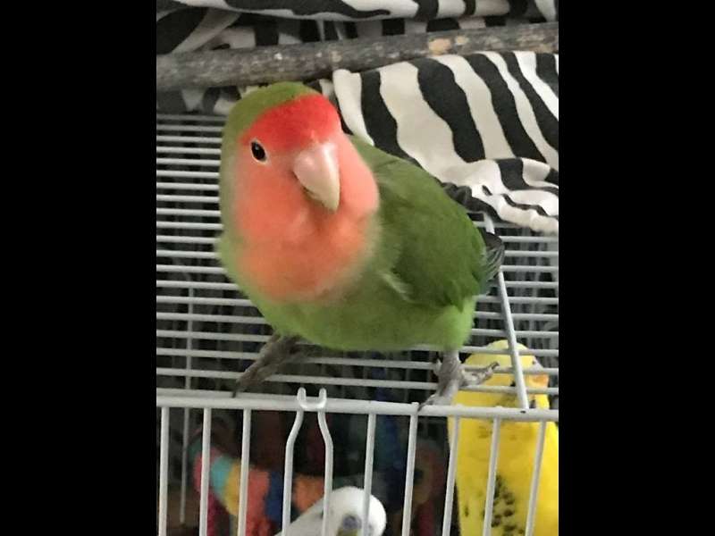 Birds in Riverside California