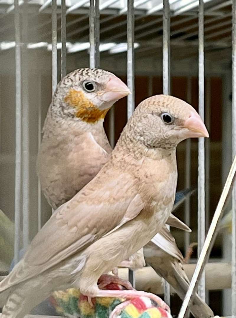 A variety of finches