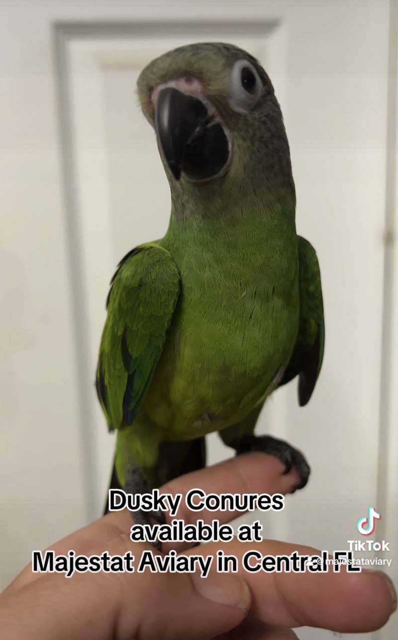 Dusky Conure babies