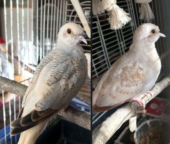Diamond Doves for Sale