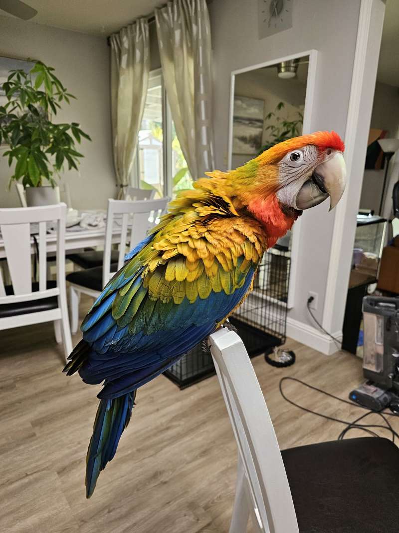 Tropicana Macaw