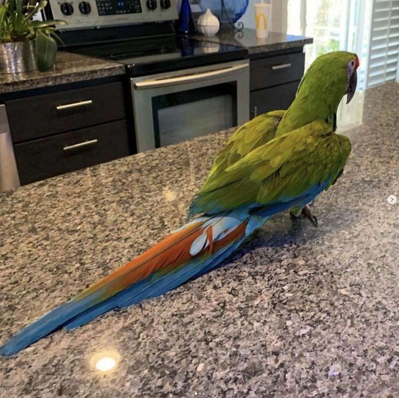 Macaws for Sale in Arizona