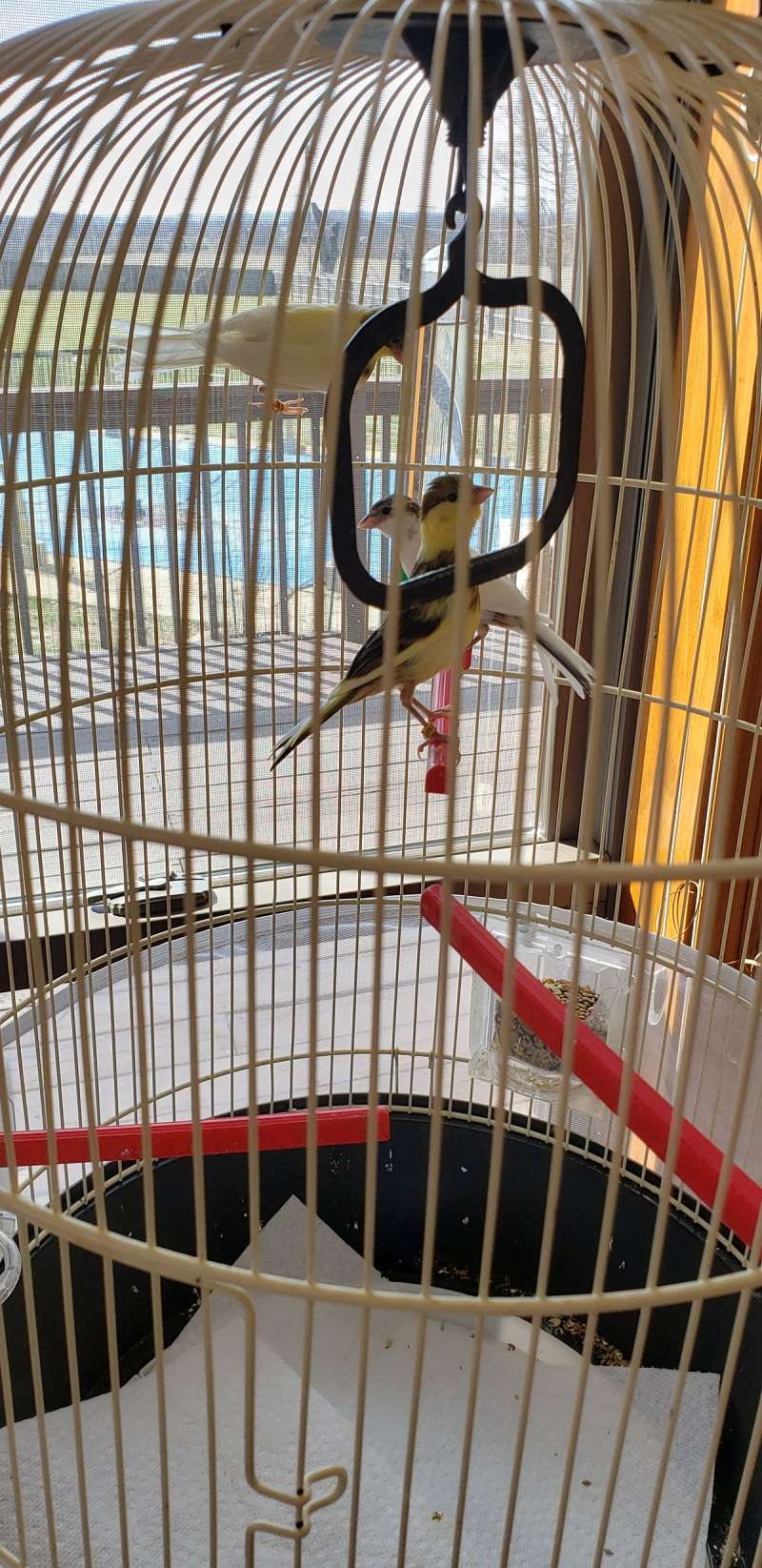 Norwich Canaries for Sale