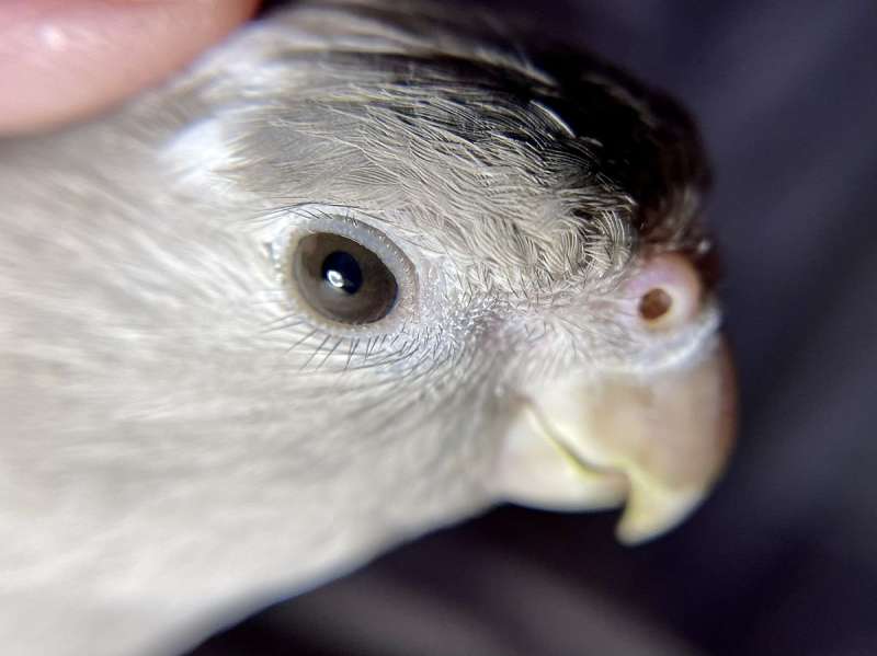 Handraised Baby Cockatiels
