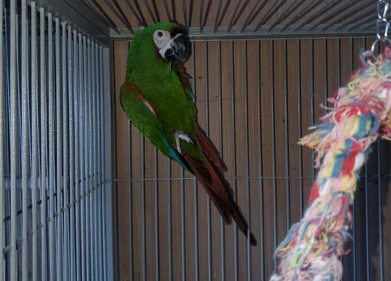 Aggressive Macaws for Sale