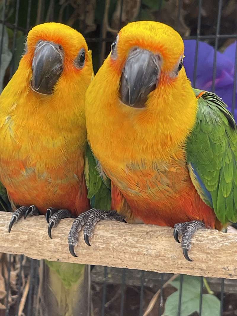 Jenday Conures for Sale