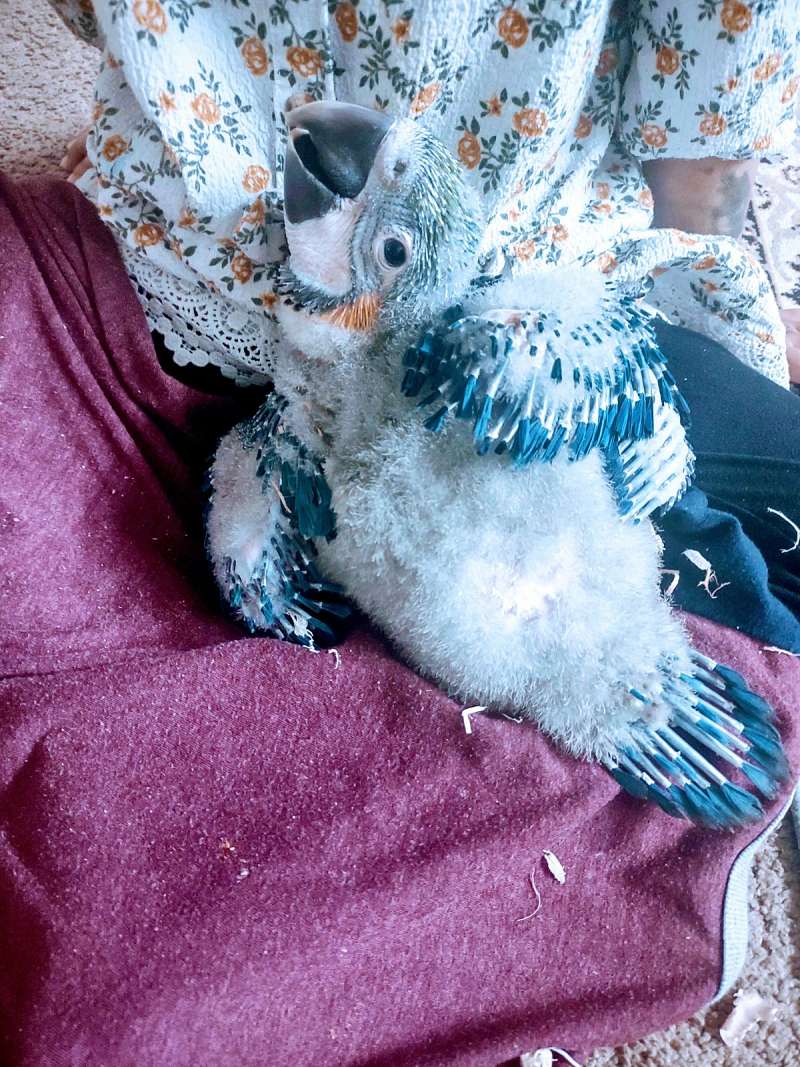 Birds Now - Birds and Parrots for Sale and Adoption