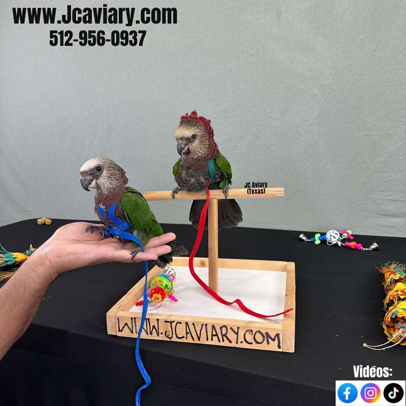 Harlequin macaw babies