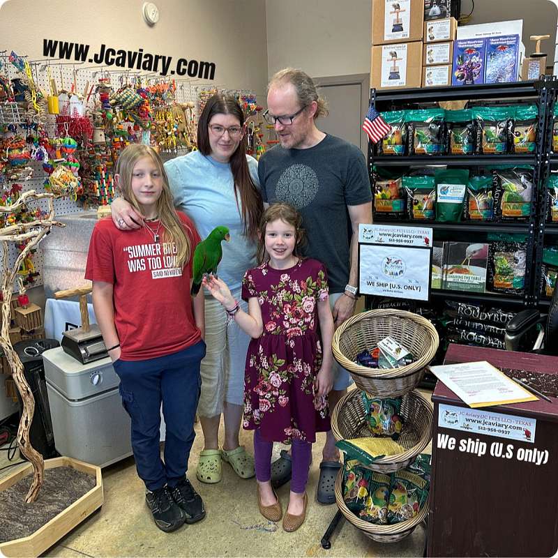 Hawk headed parrot babies