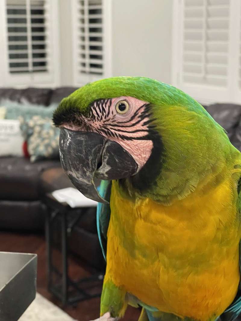 Macaws for Sale in California