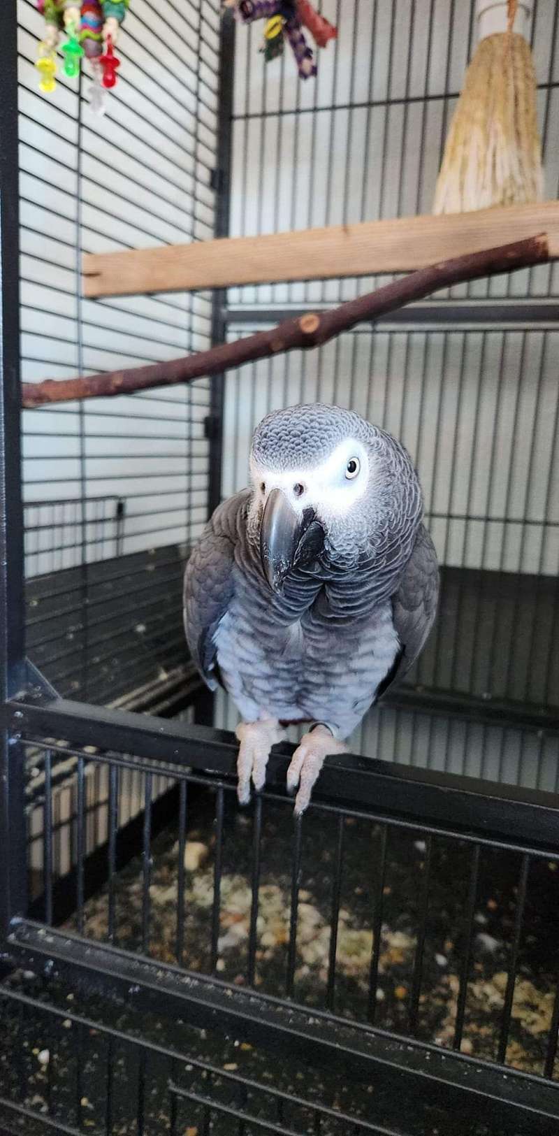 Adult African Grey Parrots for Sale