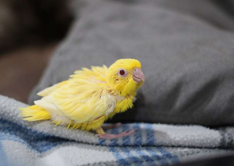 Lineolated Parakeets for Sale