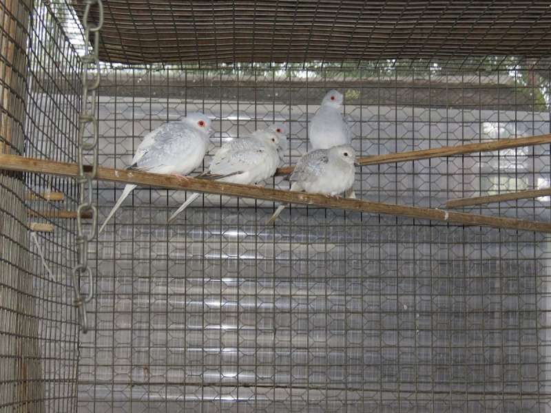 Doves for Sale in California