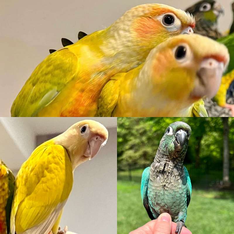 Birds Now - Birds and Parrots for Sale and Adoption