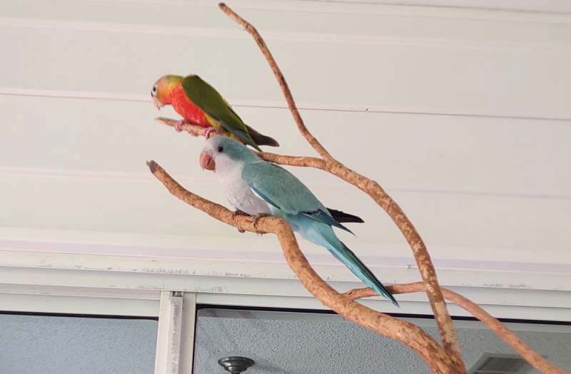 Birds Now - Birds and Parrots for Sale and Adoption