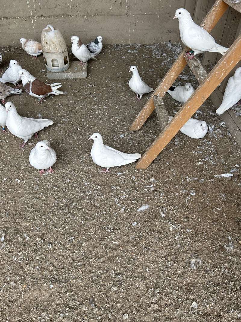 Homing Pigeons for Sale