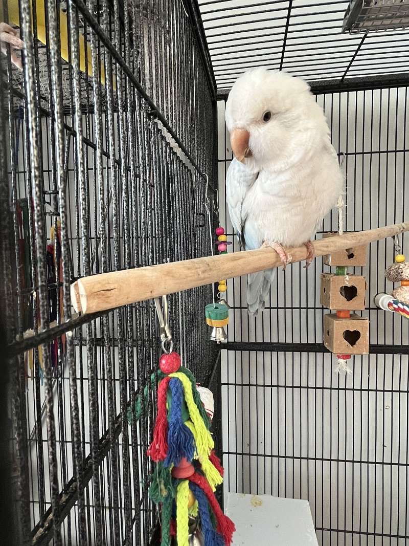 Quaker Parrots for Sale in Massachusetts