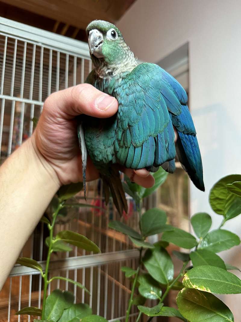 Green Colored Birds for Sale