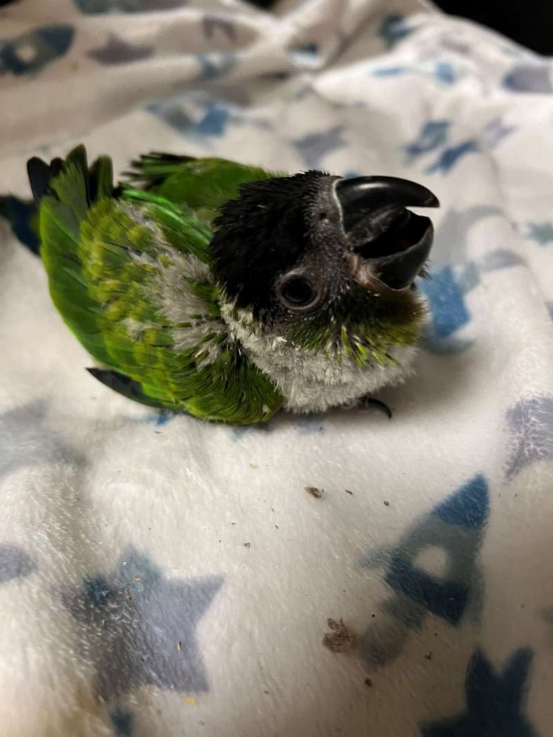Nanday Conures for Sale
