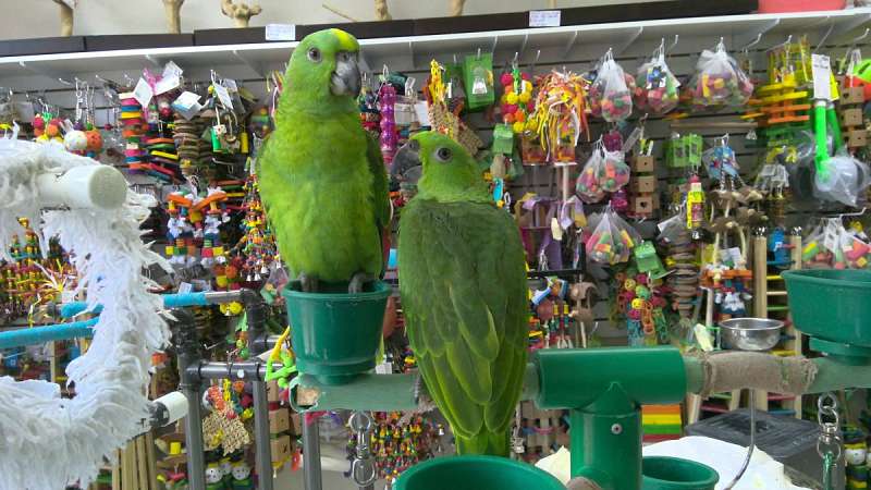 Yellow Nape Amazons