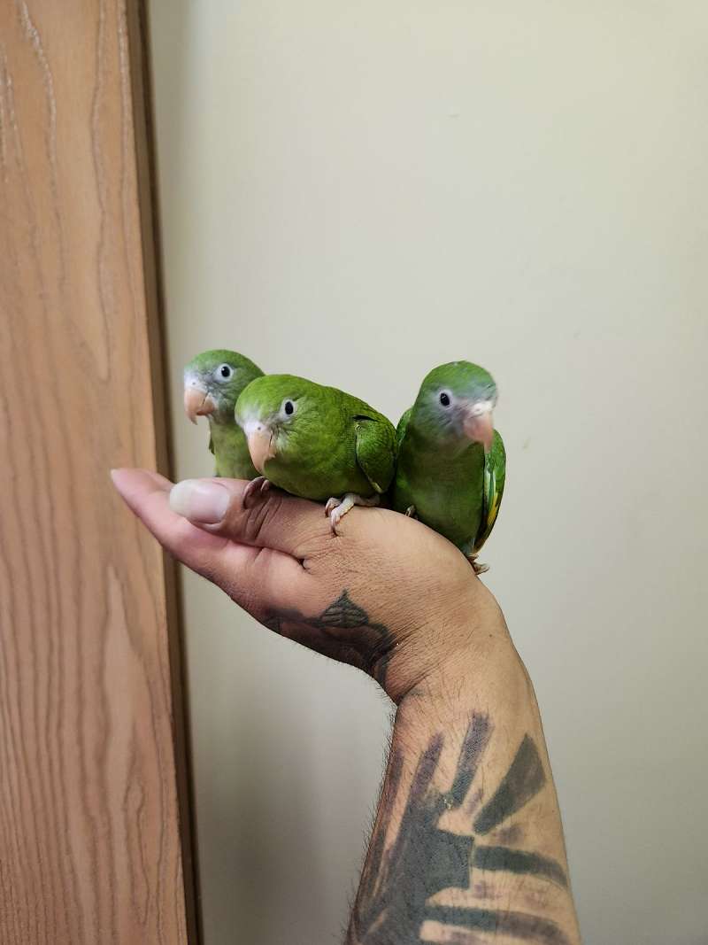 Canaries for Sale in Ohio