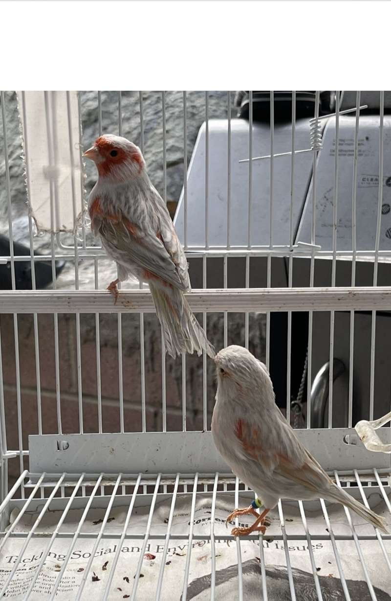 Canaries for Sale in California