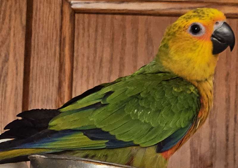 Jenday Conures for Sale