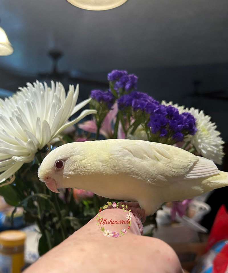 Lineolated parakeets(aka Linnie’s)