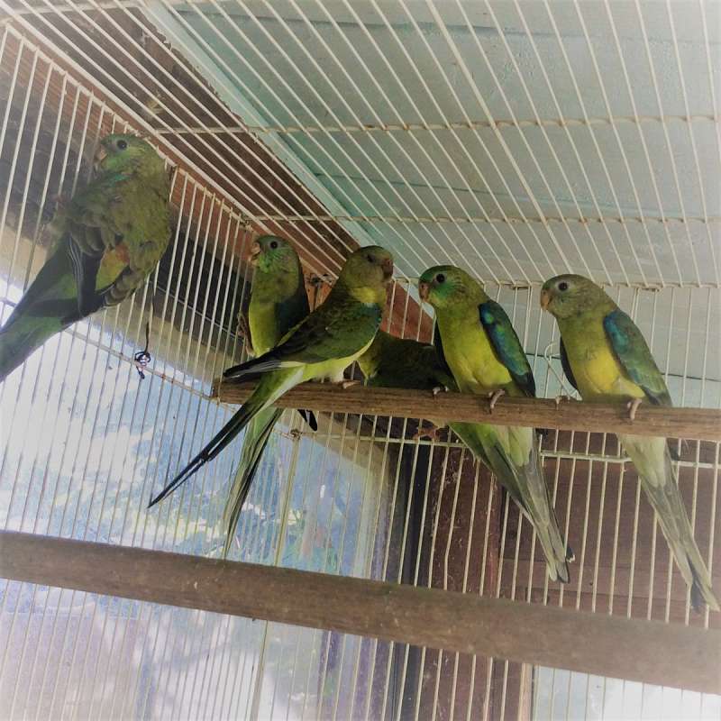 Parakeets for Sale in California