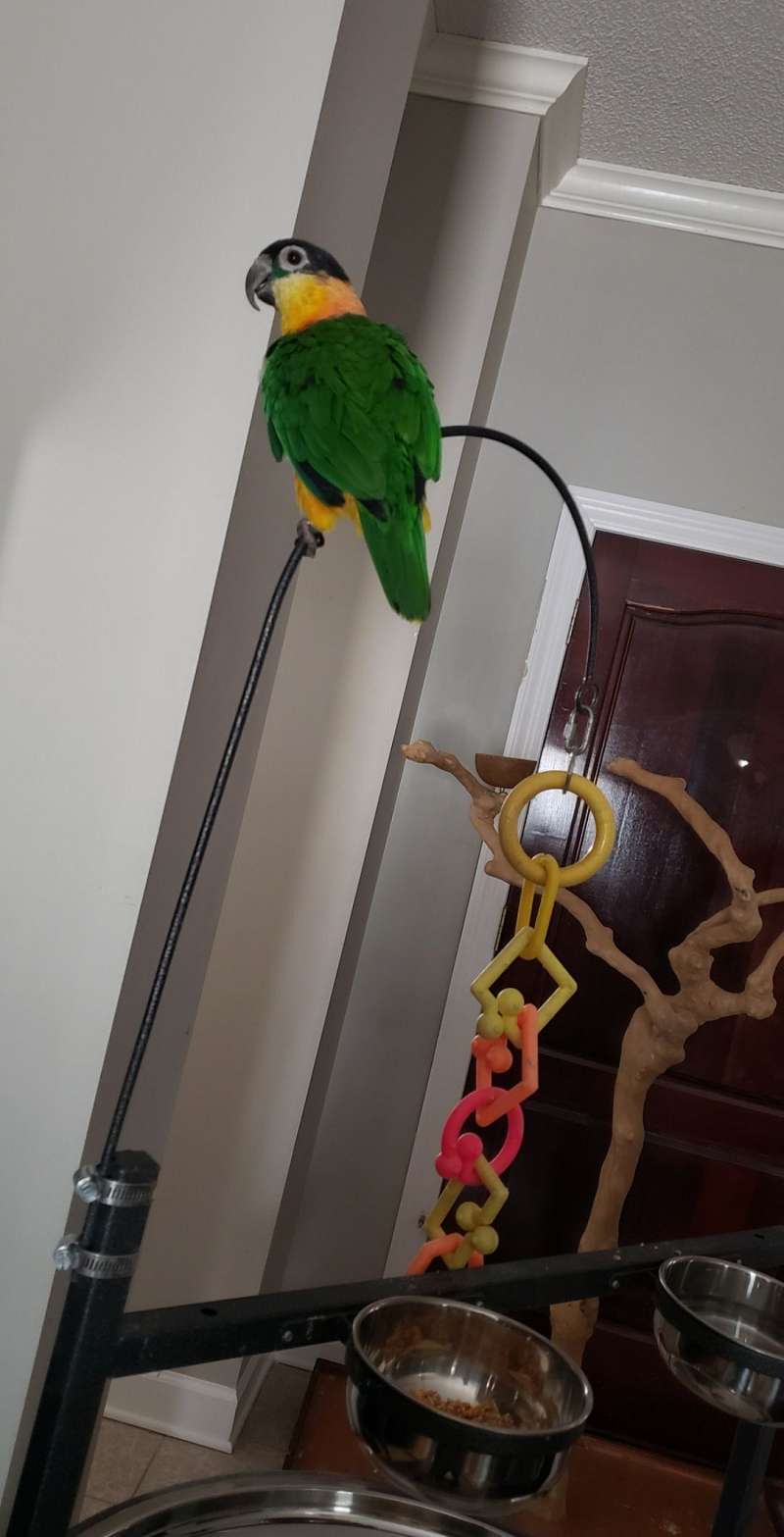 Birds Now - Birds and Parrots for Sale and Adoption
