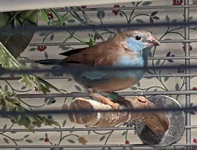 Cordon Blue Finches for Sale in Massachusetts