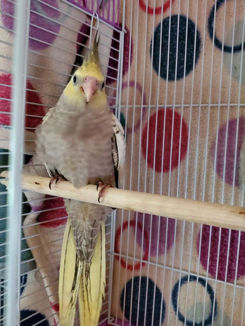 Cockatiels