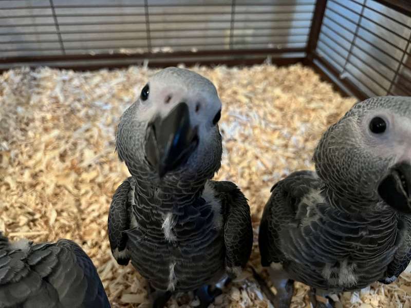 Birds for Sale in Colorado