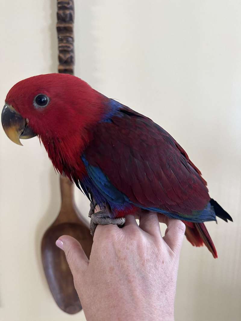 Female eclectus