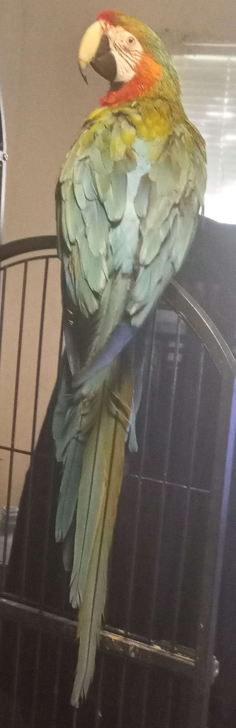 Birds for Sale in California