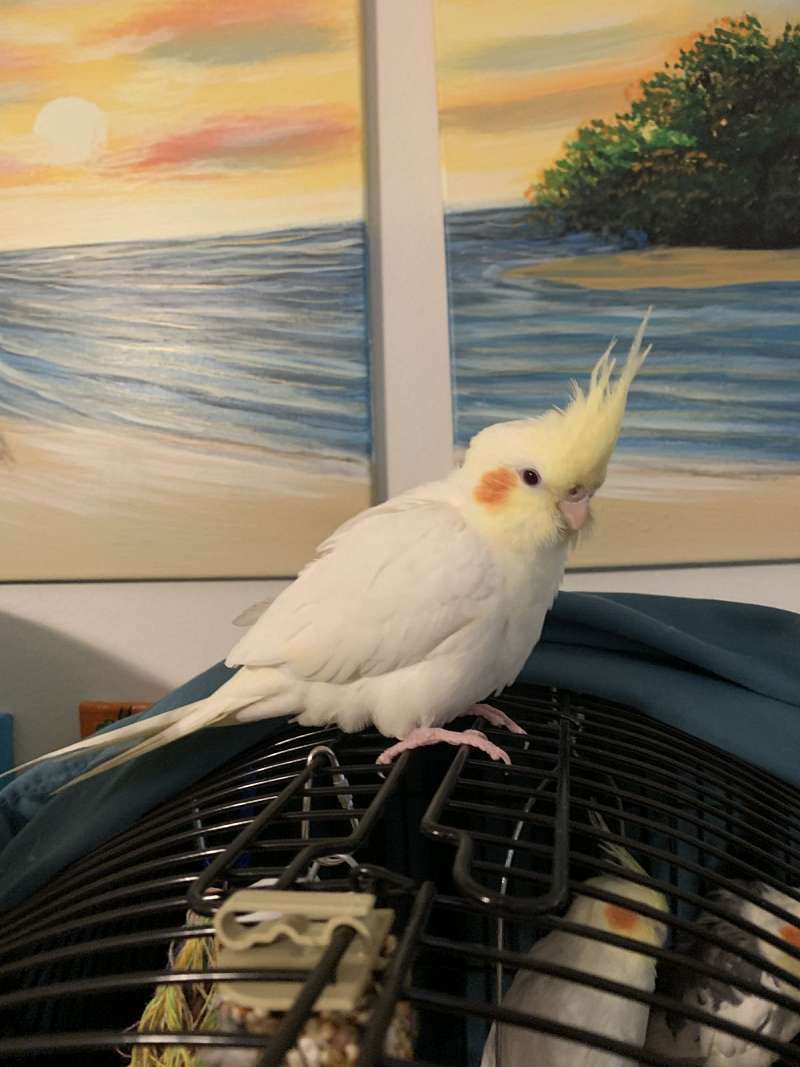 Birds Now - Birds and Parrots for Sale and Adoption