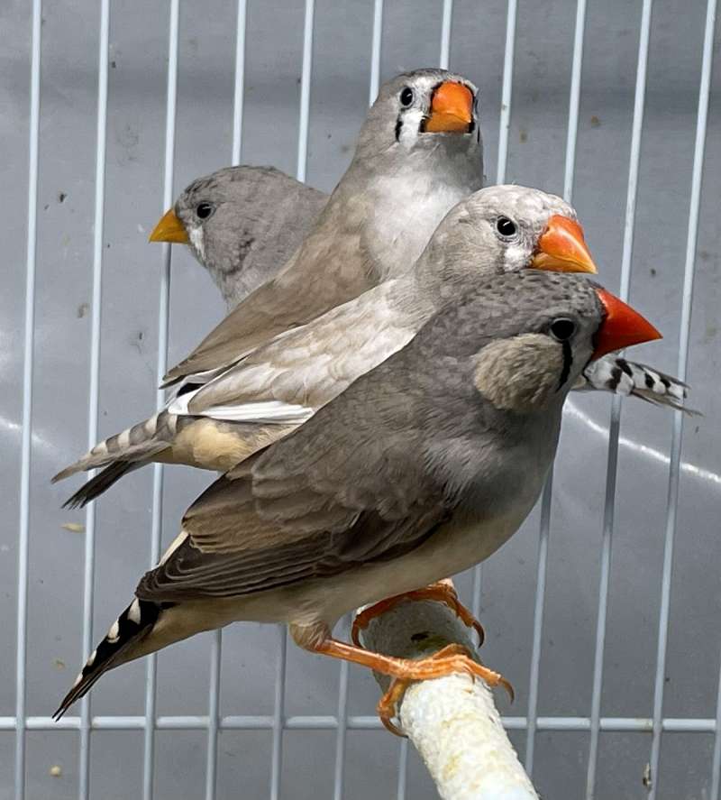 Orange Colored Finches for Sale