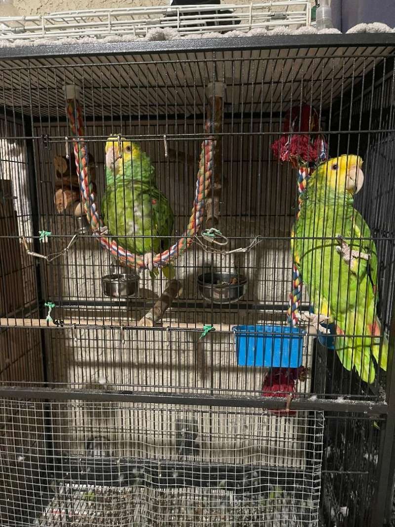 Birds Now - Birds and Parrots for Sale and Adoption