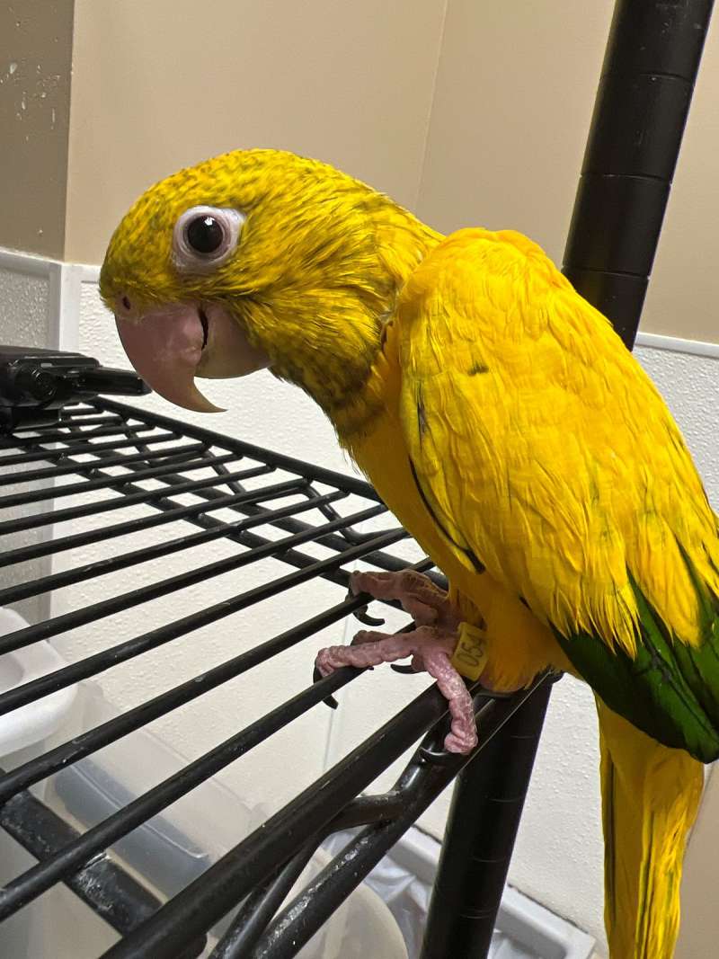 Golden Conures for Sale