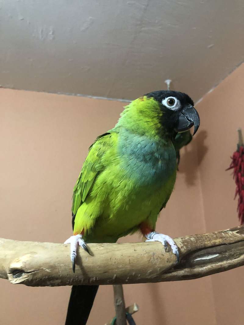 Nanday Conures for Sale