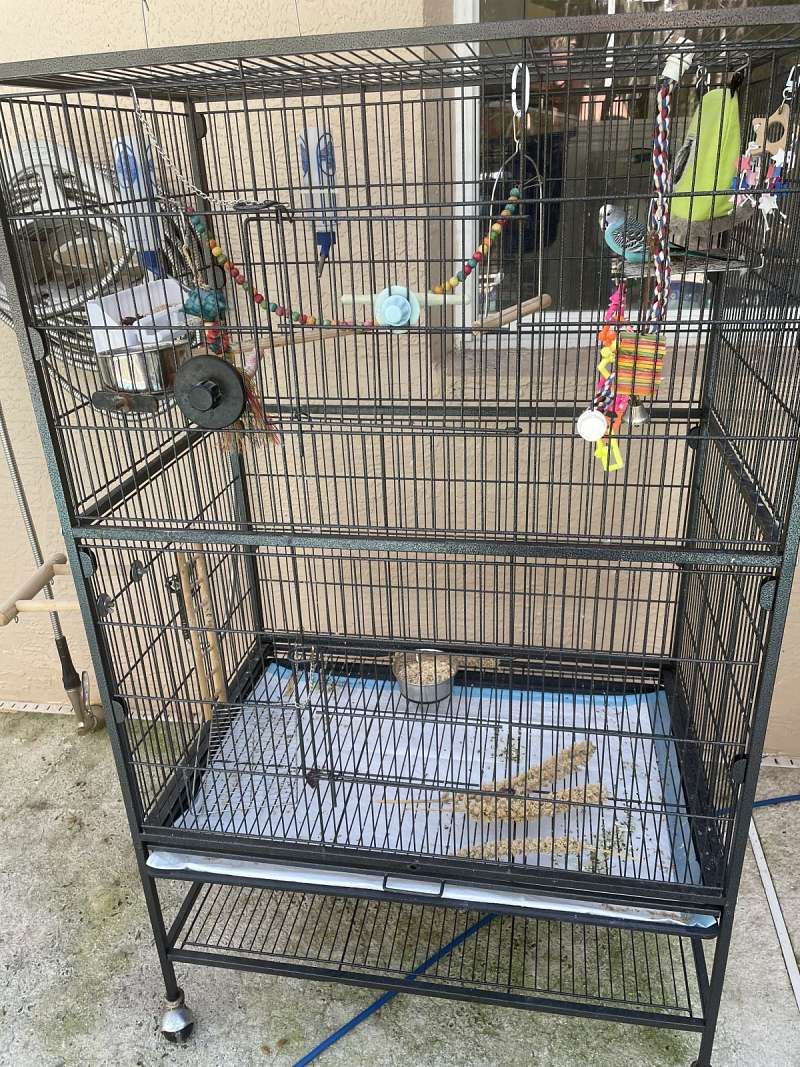 Bonded pair Parakeets