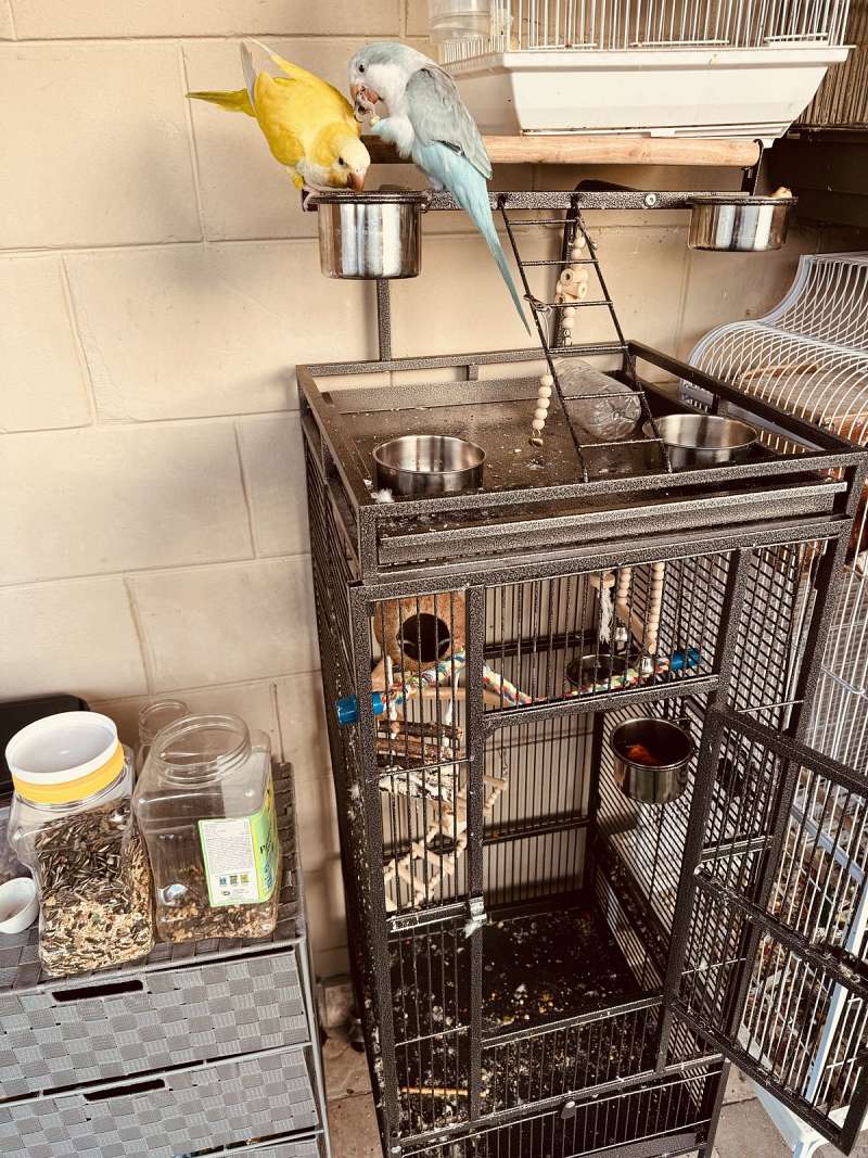 Yellow Colored Quaker Parrots for Sale