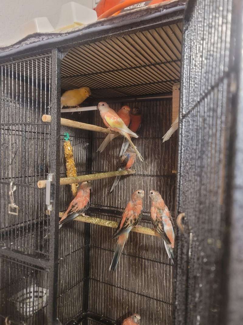 Birds in Dallas Texas