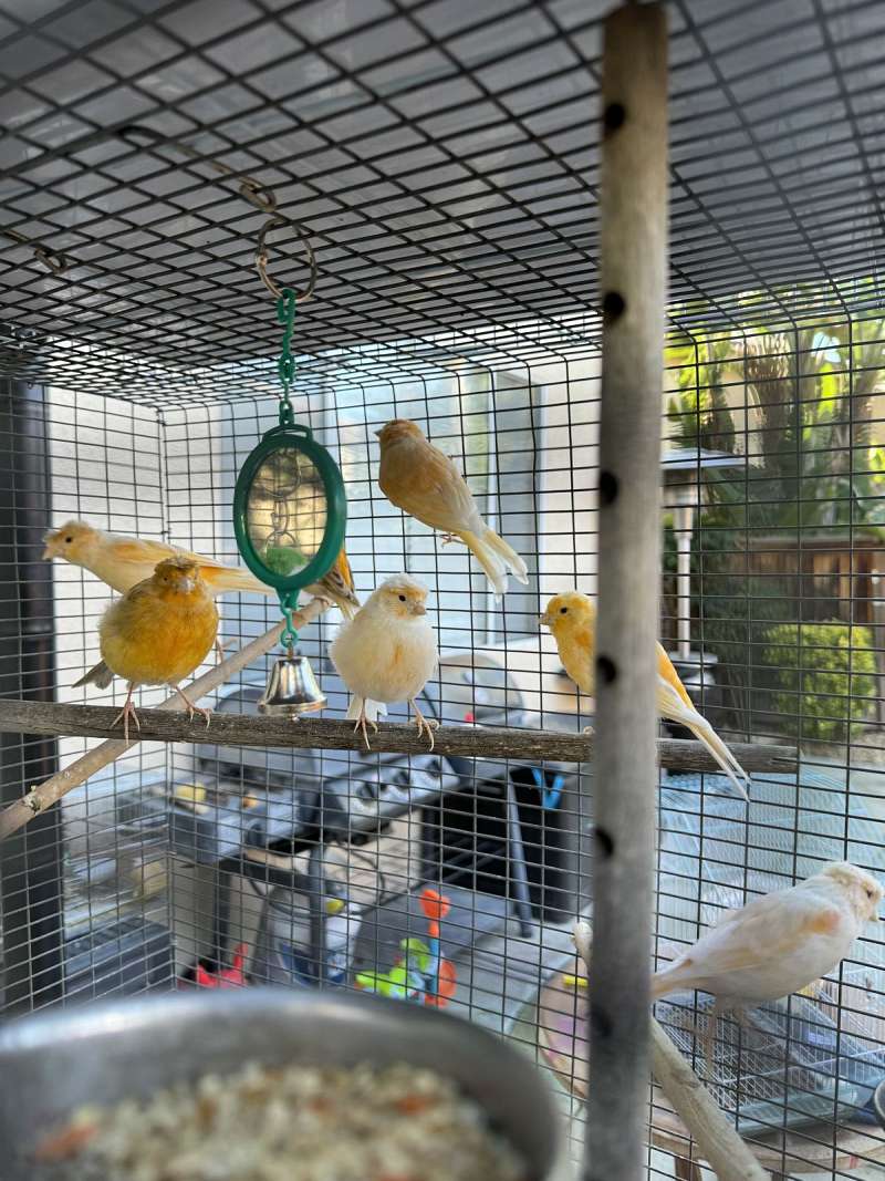 Birds in Riverside California