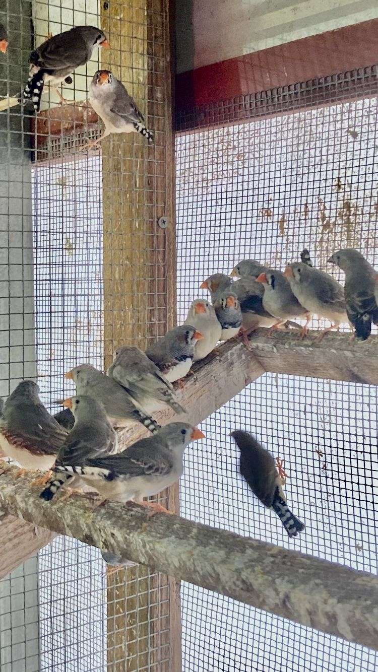 Birds Now - Birds and Parrots for Sale and Adoption