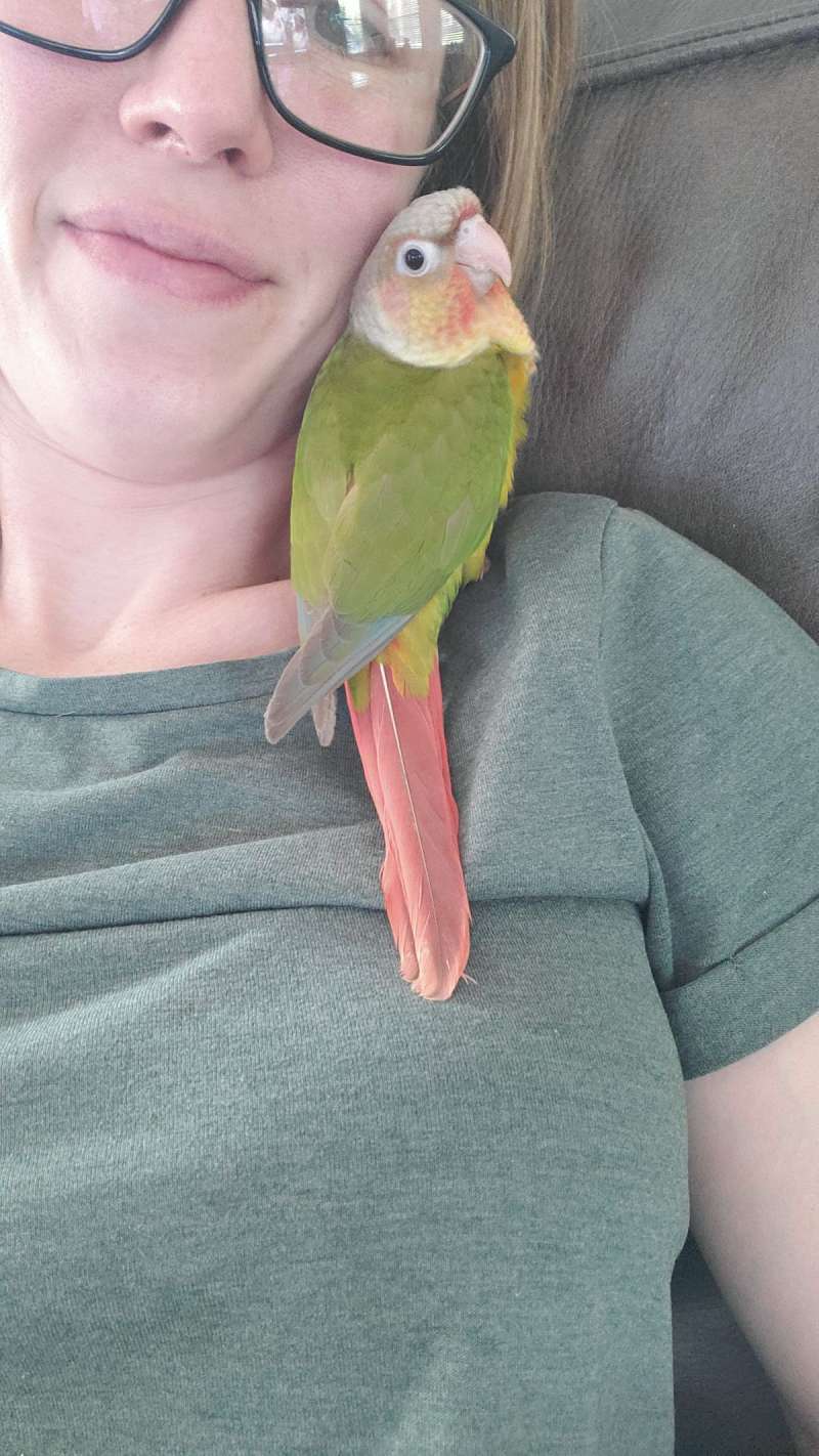 Birds Now - Birds and Parrots for Sale and Adoption