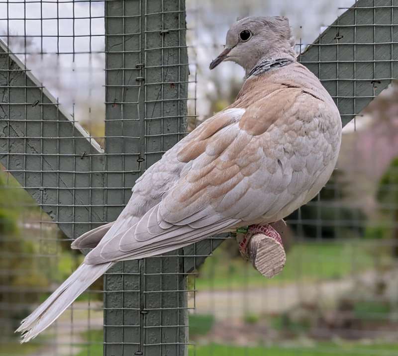 Bonded Ringneck Dove Pair