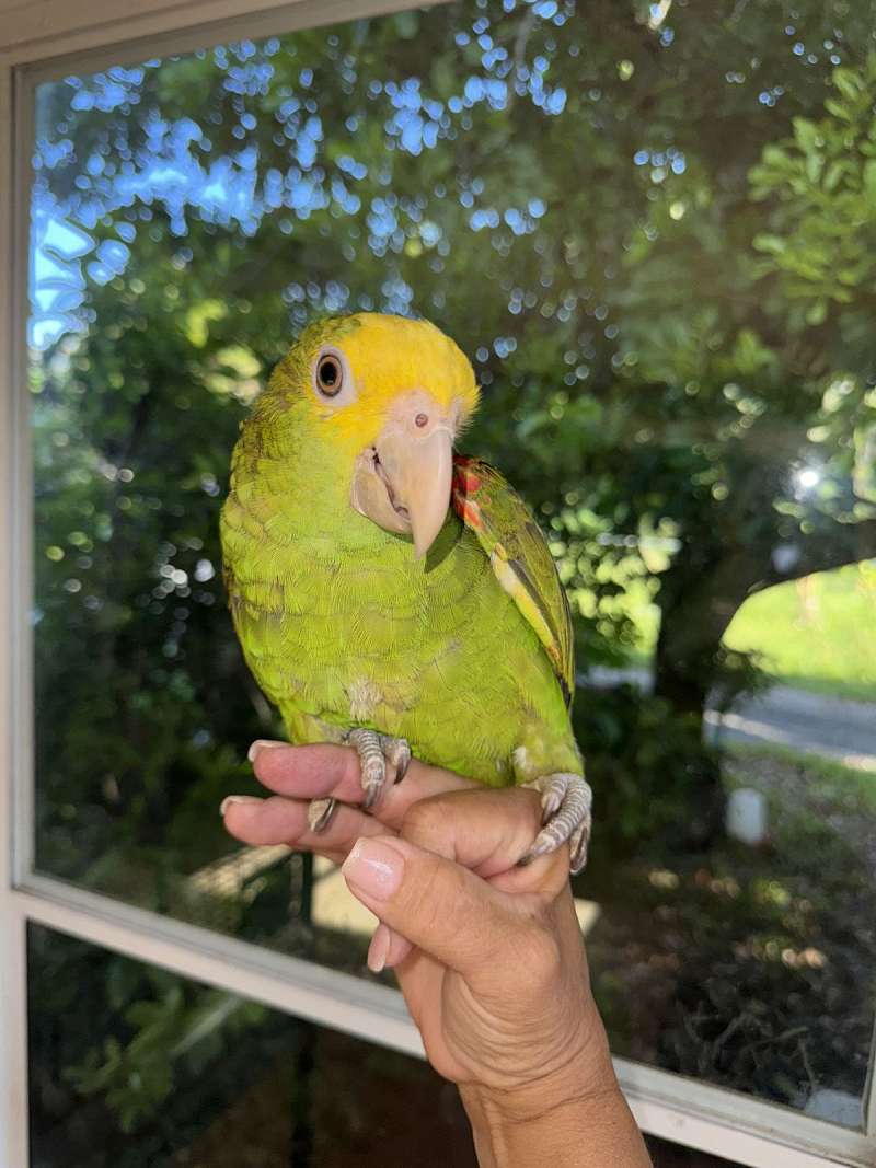 Double Yellow Amazon baby female