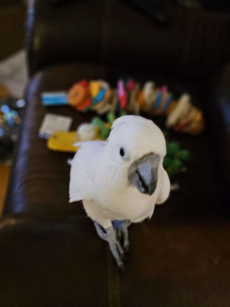 Umbrella cockatoo